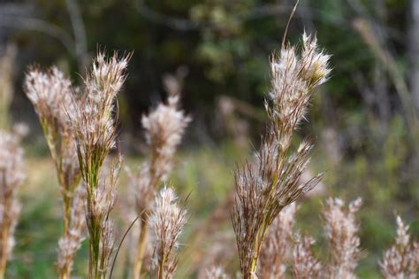 Andropogon Glomeratus Bushy Bluestem 1 Behmerwald Nursery