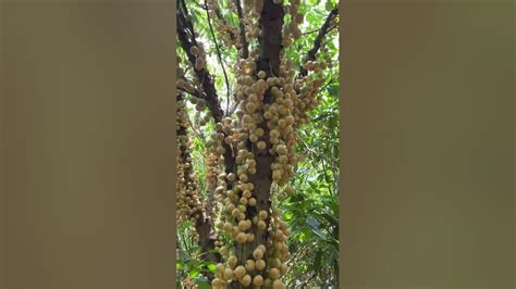 0131 ចម្ការភ្ញៀវនៅភូមិអន្សមចេក ឃុំសឿ ស្រុកមង្គលបូរី ខេត្តបន្ទាយមានជ័យ Youtube