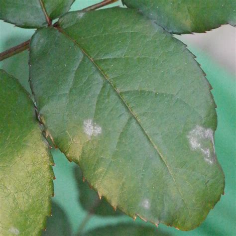 Leaf Defect Instance Segmentation Dataset And Pre Trained Model By