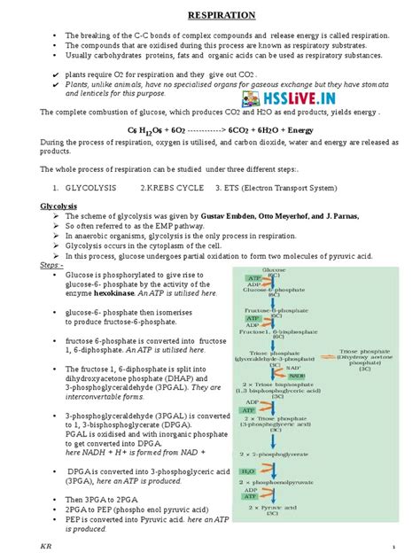 Hsslive Xi Botany Ch10 Respiration Pdf Cellular Respiration Diet