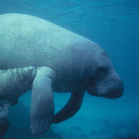 Manatee With Long Teeth