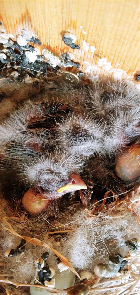 House Finch Babies
