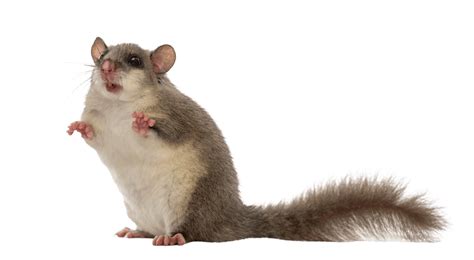 Glis Glis Get Your Home Back Pest Wizards