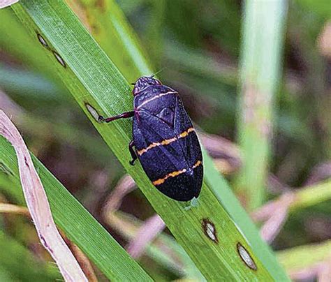 State Measure To Help Combat Invasive Two Line Spittlebug Hawaii