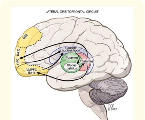 Frontal Subcortical Circuits The Lateral Orbitofrontal Circuit