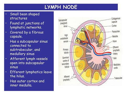 Ppt Lymph Node And Spleen Powerpoint Presentation Free Download Id 9334770