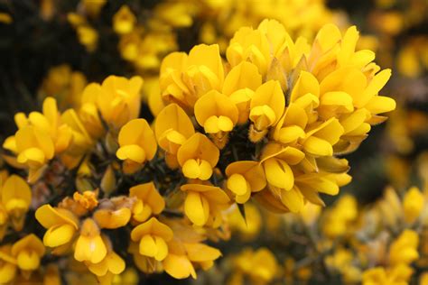 Ulex Gorse Furze A To Z Flowers