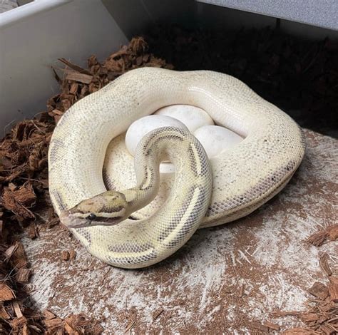 Highway Ball Python By Morph Addicts