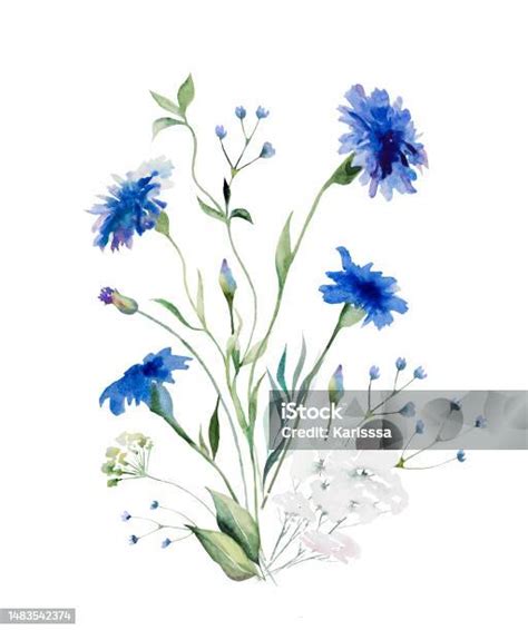 수채화 파란색 수레 국화와 야생화 꽃다발 여름 결혼식 격리 그림 0명에 대한 스톡 벡터 아트 및 기타 이미지 0명 결혼식 꽃 식물 Istock