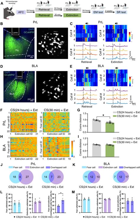 Altered Fear Engram Encoding Underlying Conditioned Versus Unconditioned Stimulusinitiated