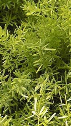 Sprenger Asparagus Asparagus Fern Asparagus Densiflorus Sprengeri