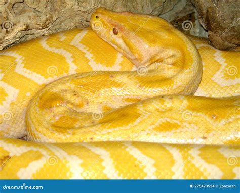 Burmese Python Python Bivittatus Stock Photo Image Of Skin Reptiles 275473524