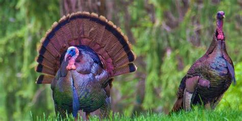 Au Fait Cest Quoi La Vraie Histoire Du Croque Mitaine Ça Mintéresse