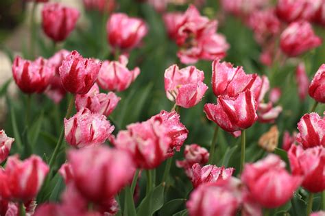 Flower Tulip Wet Free Photo On Pixabay Pixabay