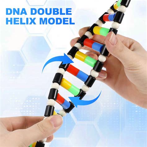 Dna Double Helix Model Educational Dna Model Molecular Biology