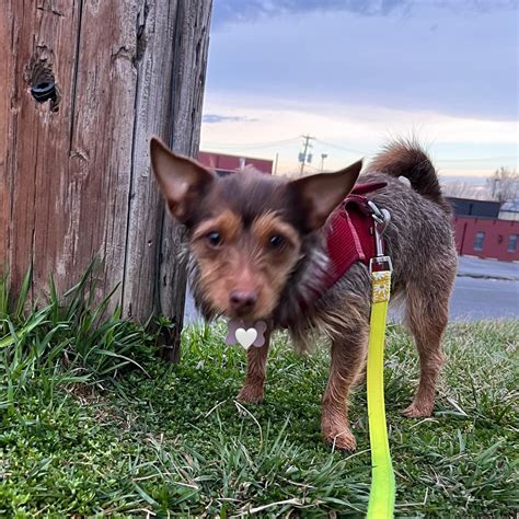 The Muttiest Mutt Rmutt