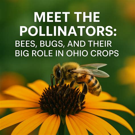 Meet The Pollinators Bees Bugs And Their Big Role In Ohio Crops
