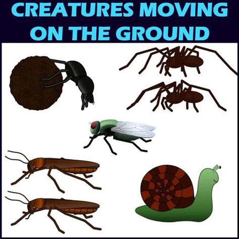 Insect S Mini Bundle Animated Bugs Clip Art By Colleens Cosmic