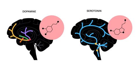 Dopamine And Serotonin