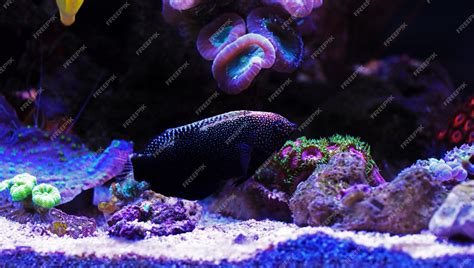 Premium Photo Black Leopard Wrasse Fish Macropharyngodon Negrosensis