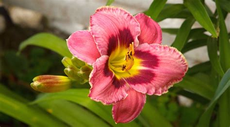 63 Beautiful Daylily Varieties For Your Garden