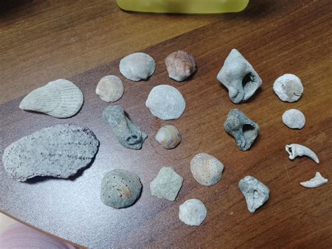 Are They Fossils R Fossilid