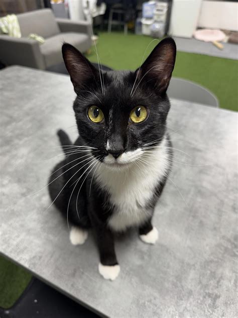 코리안 숏 헤어 네오 고양이 책임분양 아이조아 유기방지입양 파양 강아지보호소 고양이보호소 무료분양센터