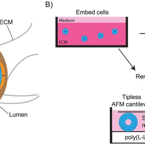 Background And Experimental Design A A Mammary Epithelial Cell Grows