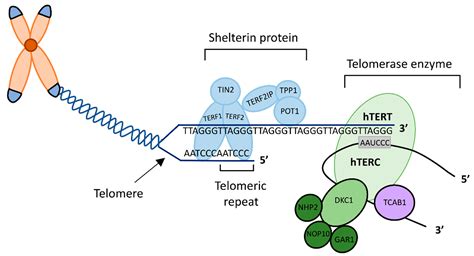 Telomerase Function Frontiers Telomerase Reverse Transcriptase And