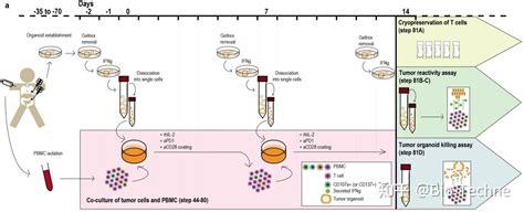 打破局限！类器官与免疫细胞共培养 知乎