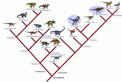 Cladogram