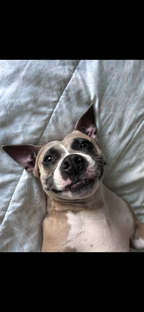 My Lil Ruby Roo R Pitbulls