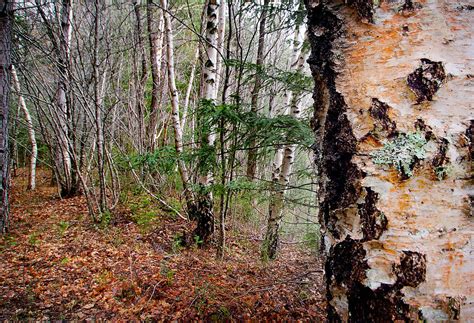 Among The Silver Birches Betula Pendula Silver Birch Is Flickr