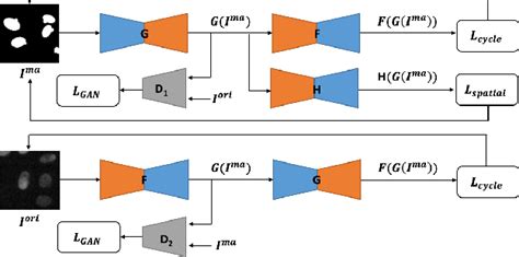 Figure 1 From An Ensemble Method With Edge Awareness For Abnormally Shaped Nuclei Segmentation