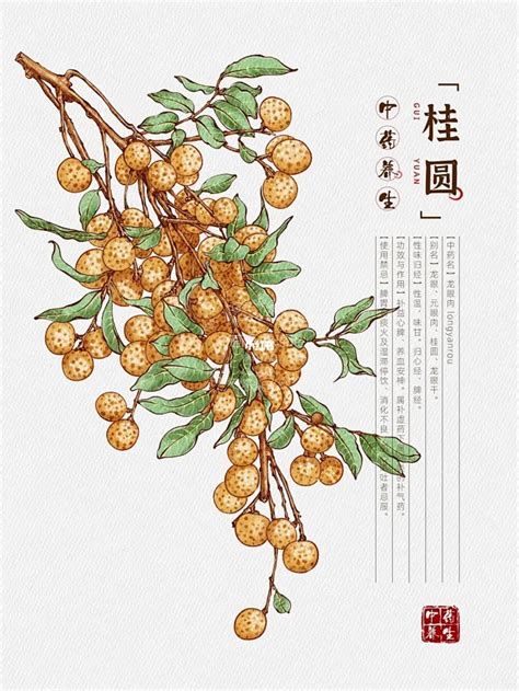 原创 中草药插画手绘桂圆龙眼 喜欢周边吗