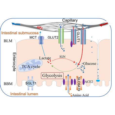 Gut Glucose Assimilation Governs Glucose Homeostasis Through Reciprocal