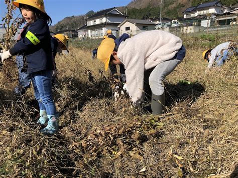 大豆の収穫体験 3年生 八鹿っ子ブログ よろこびが生まれる八鹿小学校