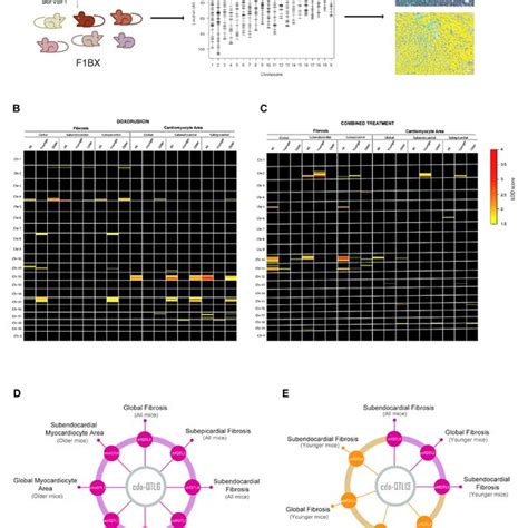 Quantitative Trait Loci Linked To Cardiotoxicity Due To Anthracyclines Download Scientific
