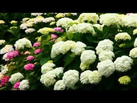 根尾川ガーデンに咲く紫陽花 YouTube