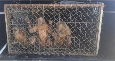 Macaco Chico Que Viralizou Amolando Faca No Sul Do Piauí Retorna A Natureza 180graus O