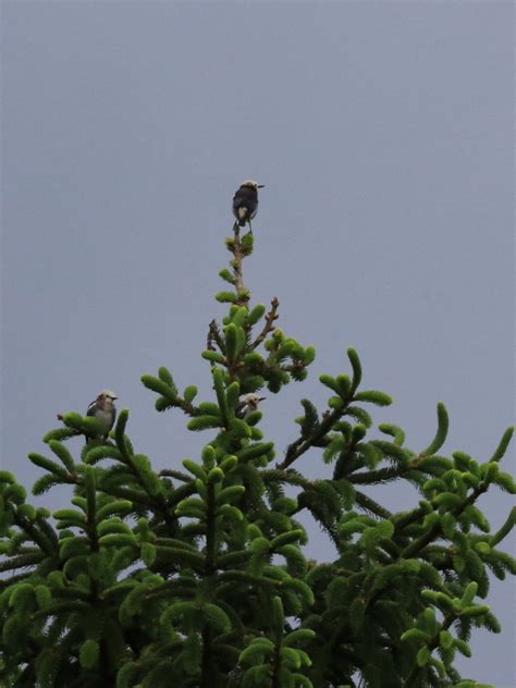 2017 6 11公開探鳥会α by K K 日本野鳥の会もりおか