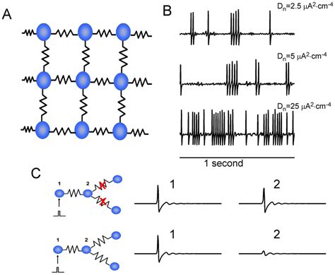 Characteristics Of Gap Junction Coupled Neuronal Network Download Scientific Diagram