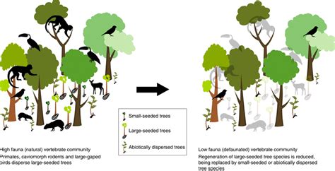 Schematic Representation Of Forest Regeneration In Natural And Download Scientific Diagram