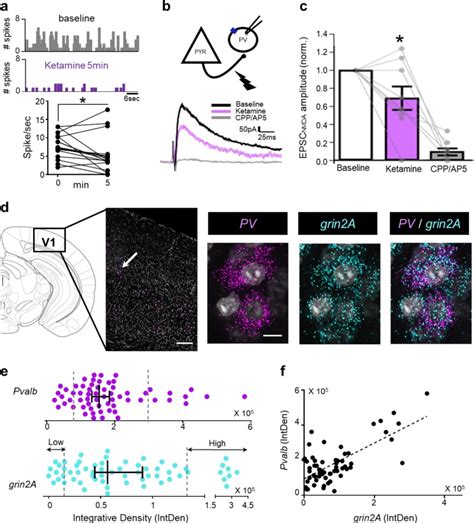 Nmda 2a Receptors In Parvalbumin Cells Mediate Sex Specific Rapid