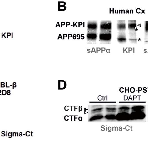 Biochemical Characterization Of App Ntf And Ctf Fragments In Frontal