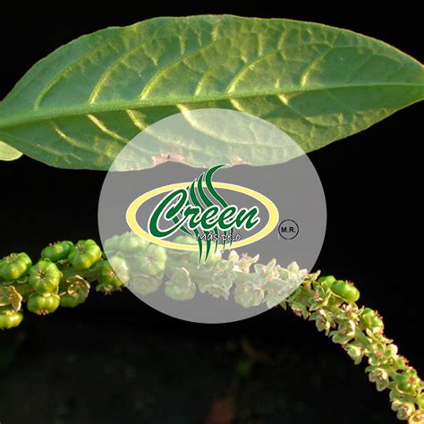 Creen La Planta Conguera Es Frecuente Su Uso En Problemas Del Cuero Cabelludo Y