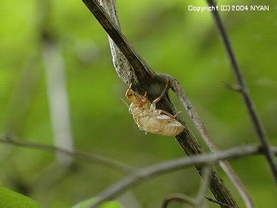 エゾハルゼミ Terpnosia nigricosta その他 野の仲間たち 花の写真館