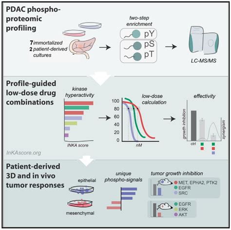 Phospho Proteomics Analysis Service Mtoz Biolabs