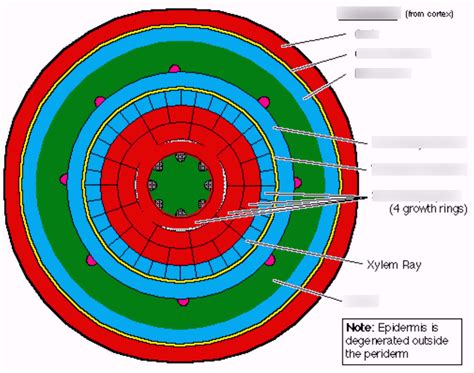 Planto Mid 1 Secondary Growth Shoots Stems Diagram Quizlet