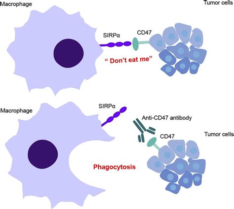 Clinical Data From Aspen 06 Trial On Cd47 Genomeditech Shanghai Co Ltd Posted On The Topic
